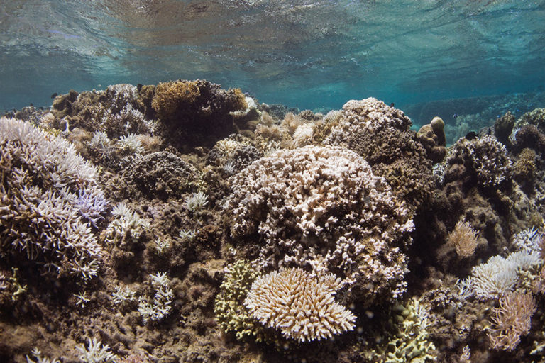 Coral Bleaching – ryannigelphotography.com